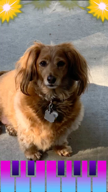 My dog sings Jump as made famous by Van Halen - PetStar