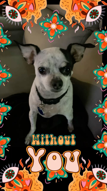 My dog Rascal sings With Or Without You as made famous by U2 - PetStar