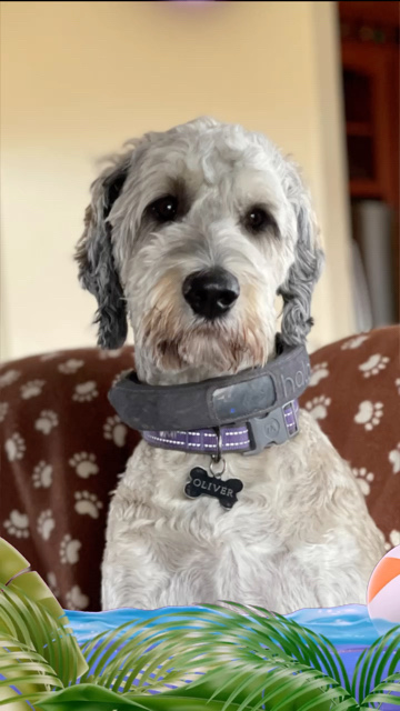 My dog sings I Feel Good as made famous by Pitbull - PetStar