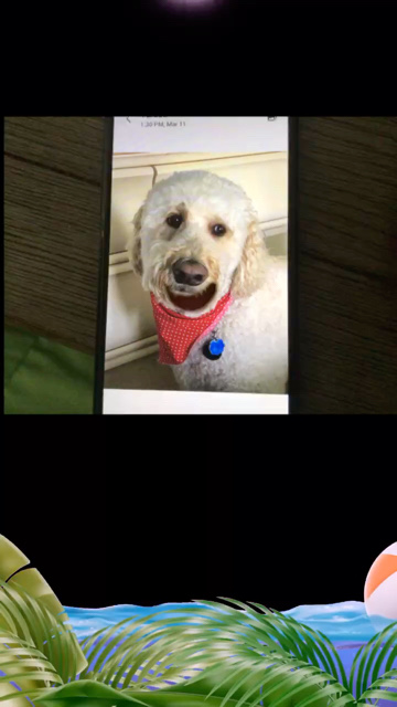 My dog sings I Feel Good as made famous by Pitbull - PetStar