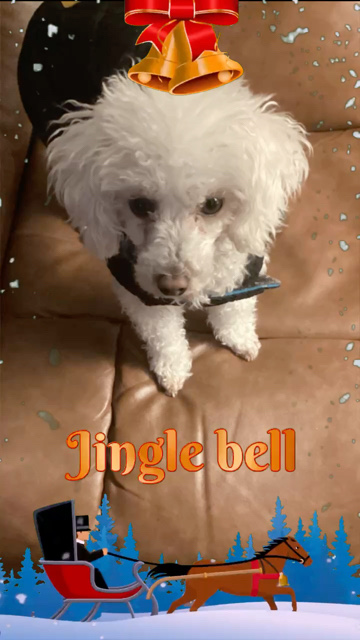 My dog Peppi sings Jingle Bell Rock as made famous by Glee - PetStar