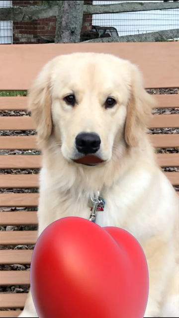 My dog sings Shivers as made famous by Ed Sheeran - PetStar