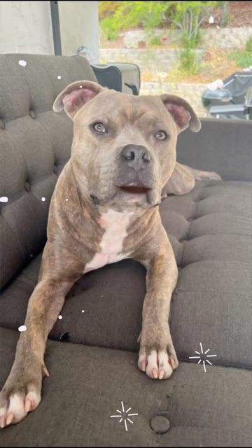 My dog sings That's What I Like as made famous by Bruno Mars - PetStar