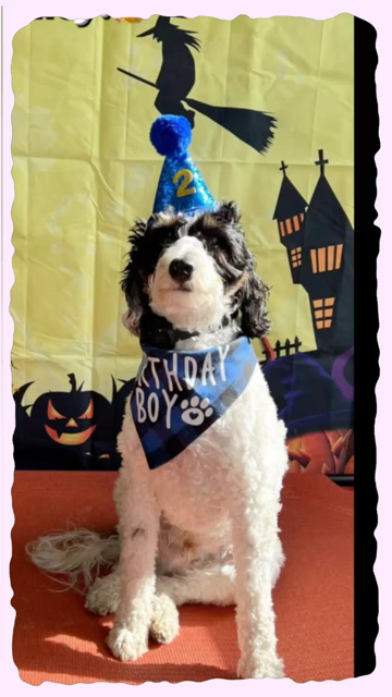 My dog Riley sings Don't Stop Believin' as made famous by Journey - PetStar