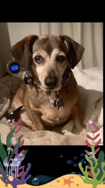 My dog sings Baby Shark as made famous by Pinkfong - PetStar