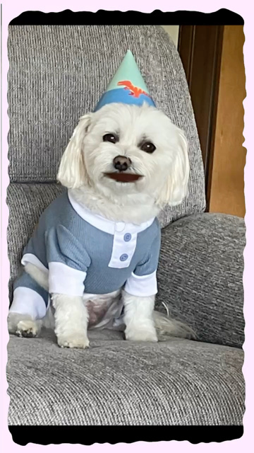 My dog Loki sings Don't Stop Believin' as made famous by Journey - PetStar