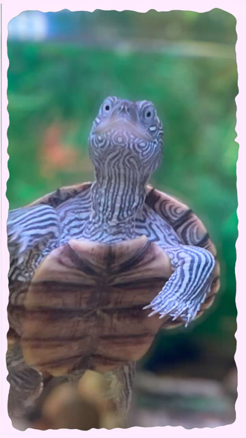 My turtle Atlas sings Don't Stop Believin' as made famous by Journey ...