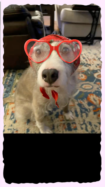 My dog Homer sings Don't Stop Believin' as made famous by Journey - PetStar