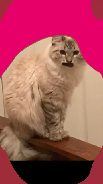 My cat sings I am Woman as made famous by Emmy Meli - PetStar